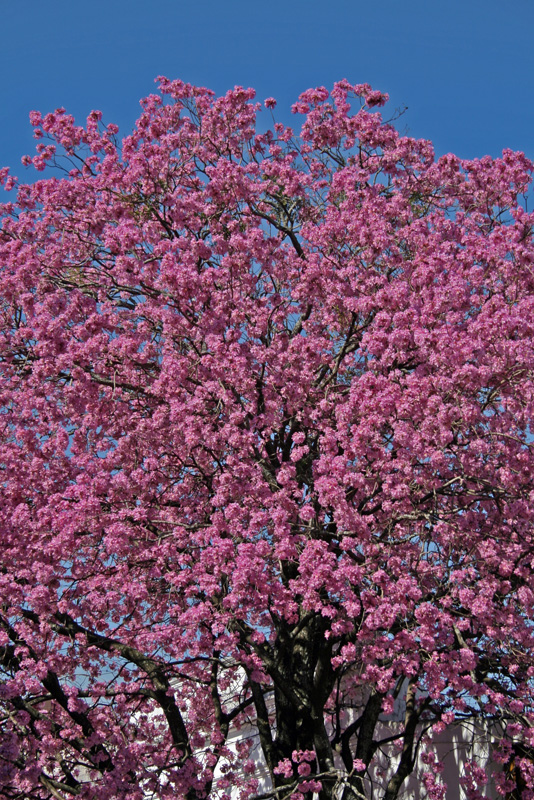 Arbol apamate - Imagui